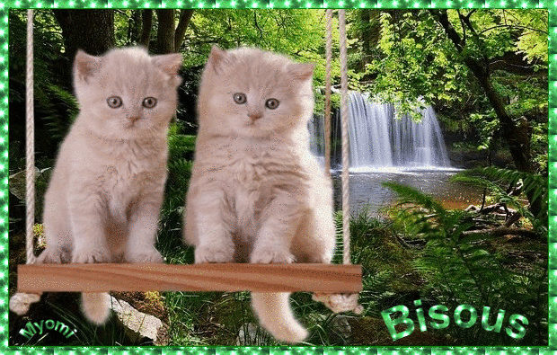 Bisous chatons balancoire