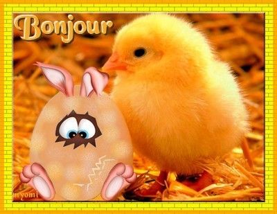 bonjour poussin drole