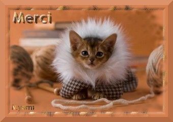 mots mercis chat - Page 2