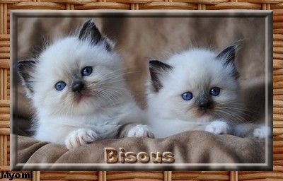 BISOUS CHATONS