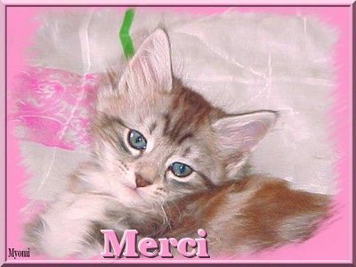 merci chat