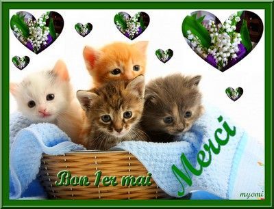 merci chats